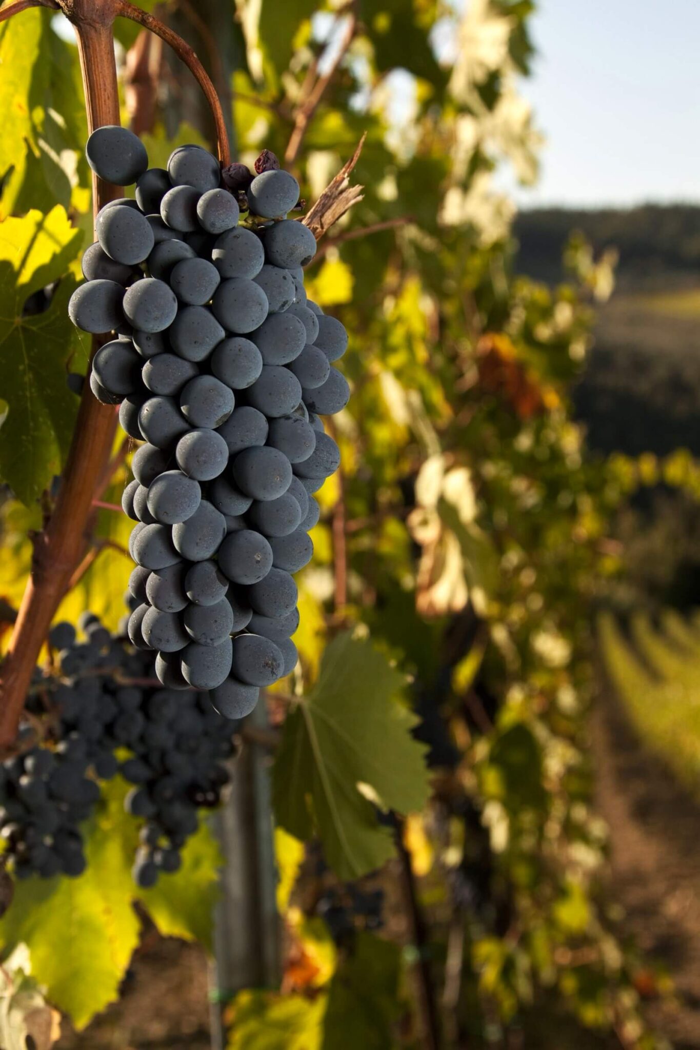 Best Tuscany Wine Regions & Tuscany Wine Map (also in PDF)